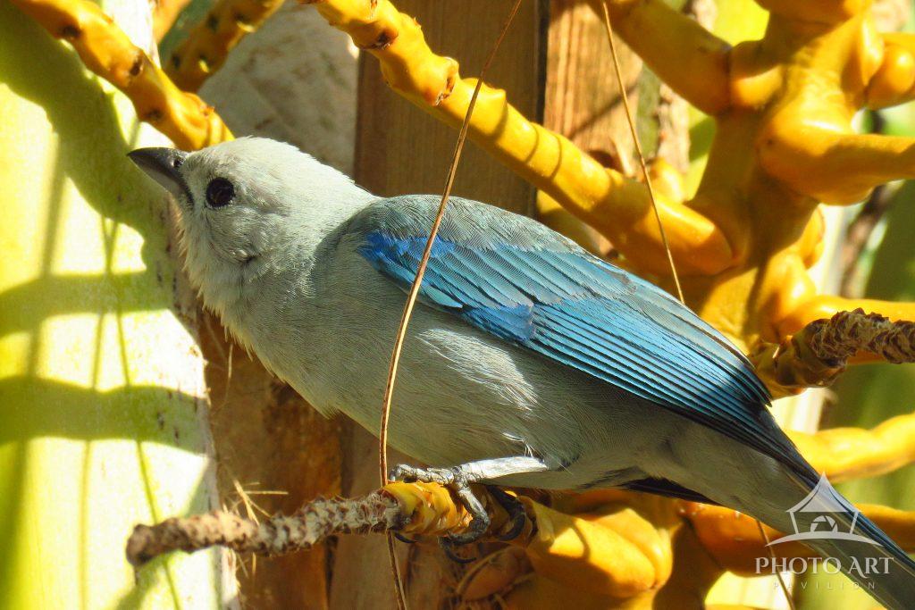 Blue sight (Limited Edition) Photo Art Pavilion